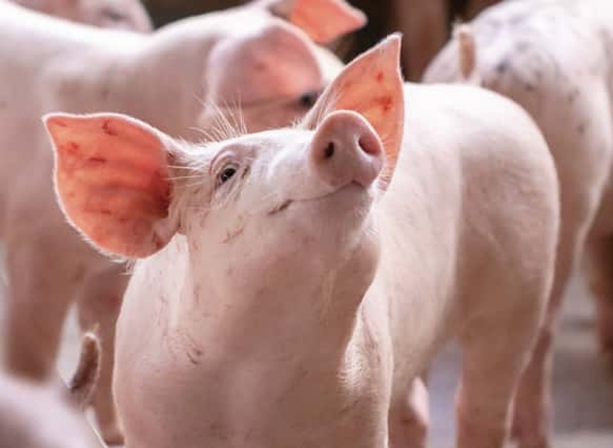 Gi%c3%a1%20heo%20h%c6%a1i%20h%c3%b4m%20nay%2017/12:%203%20mi%e1%bb%81n ...