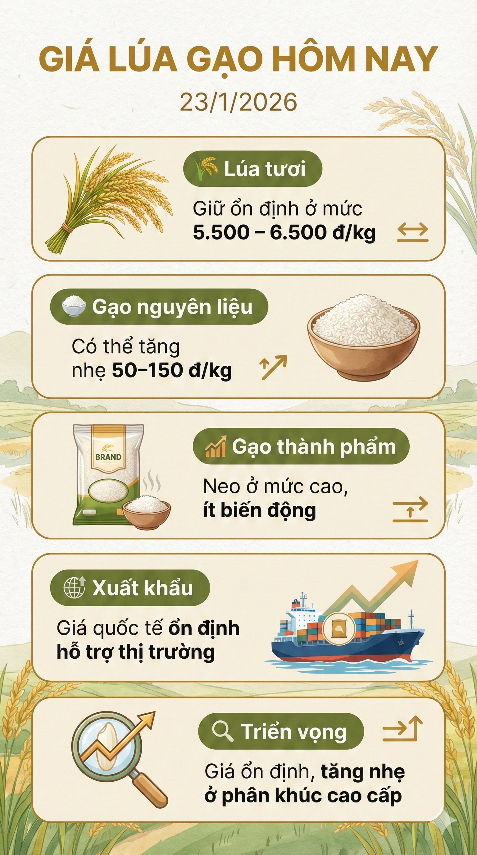 Giá lúa gạo hôm nay 23/1/2026: Gạo nguyên liệu có tăng?