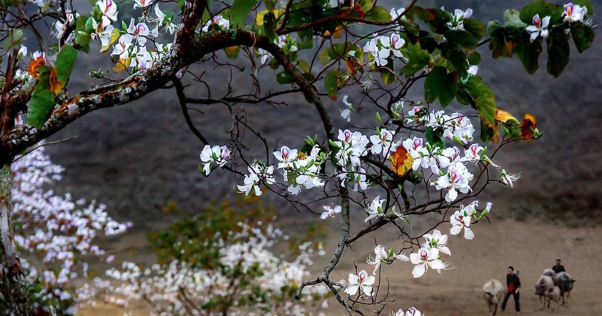 Quảng bá du lịch Điện Biên qua cuộc thi ảnh 'Lung linh miền hoa ban'