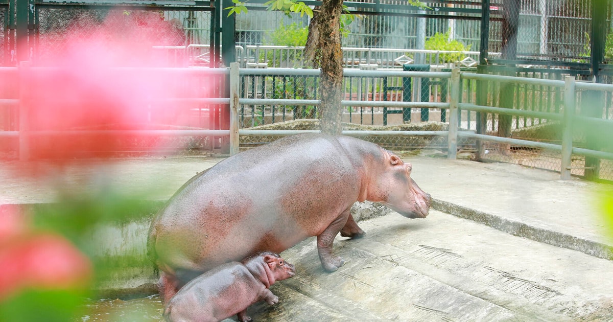 Hà mã con lần đầu tiên được sinh ra ở Hà Nội có tên chính thức là "mã nam"