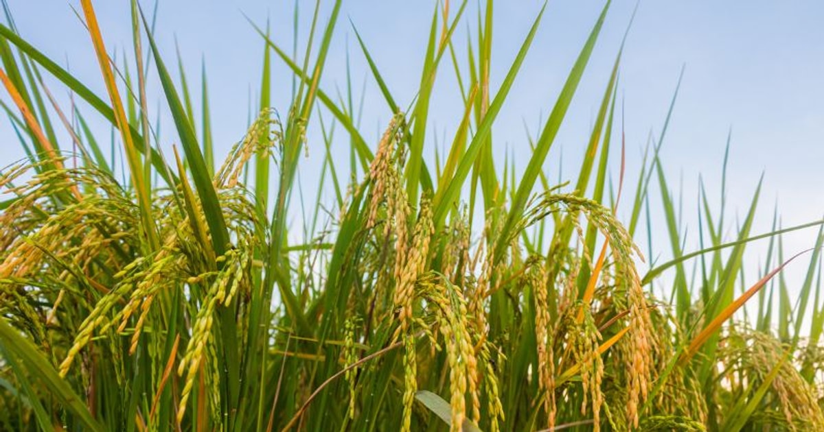 Giá lúa gạo hôm nay 16/7: Gạo xuất khẩu giảm sâu, thị trường nội địa ổn ...