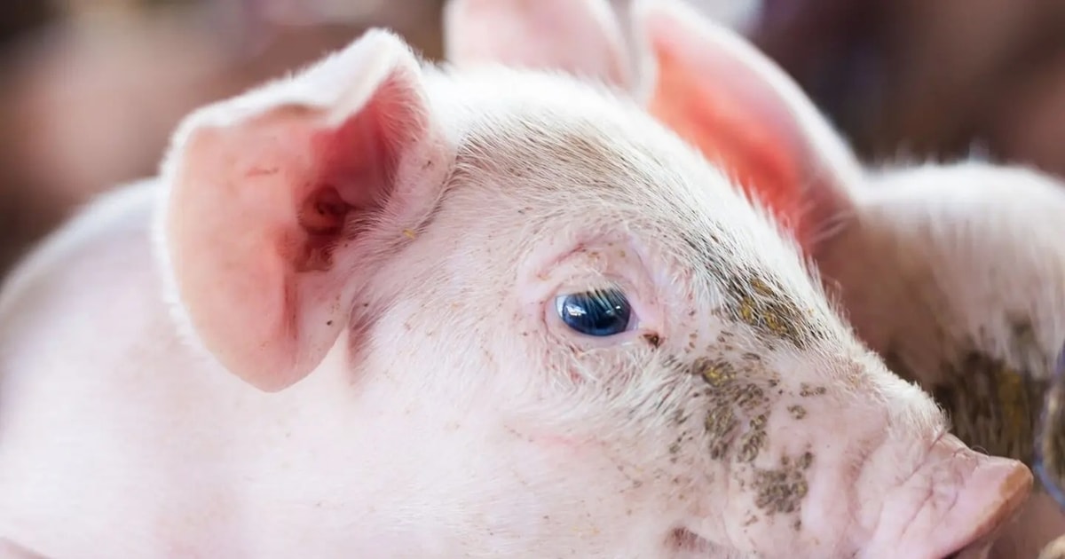 Giá heo hơi hôm nay 13/10: Ba miền "đóng băng", neo giữ ngưỡng 50.000 ...